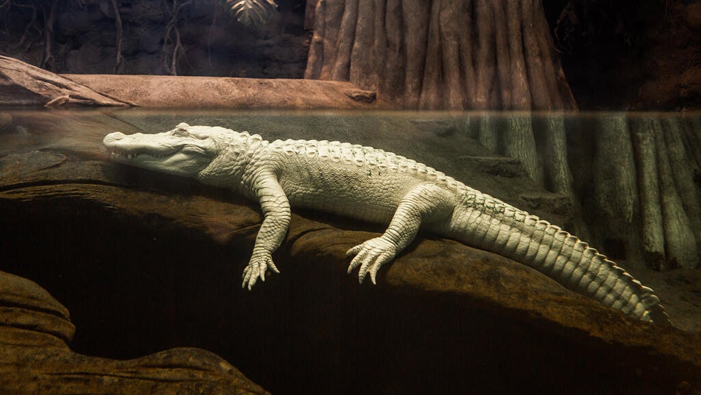 Claude, beloved albino alligator at the California Academy of Sciences ...