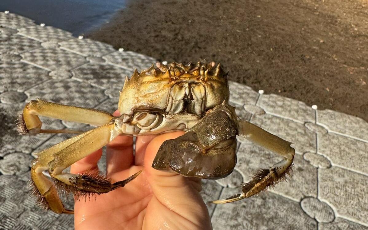 Invasive crab that can climb over 13-foot-high walls spotted in Oregon ...