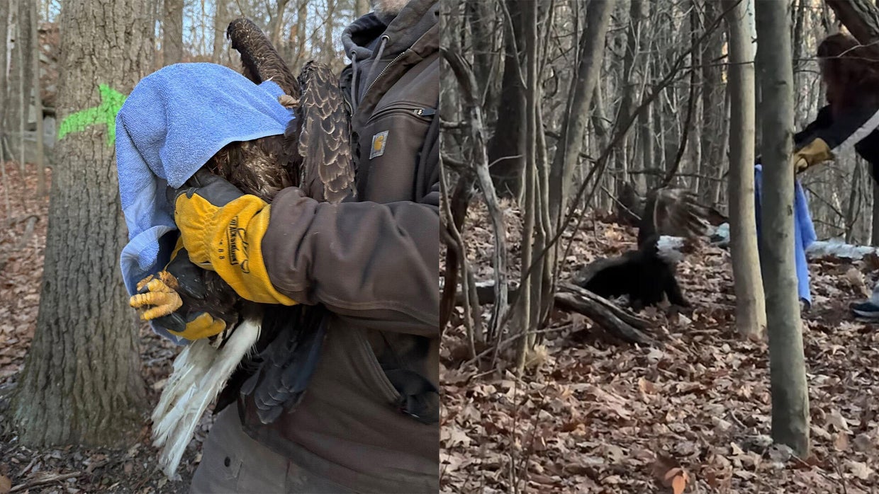 Bald eagle thought to be shot in Massachusetts was actually injured in ...