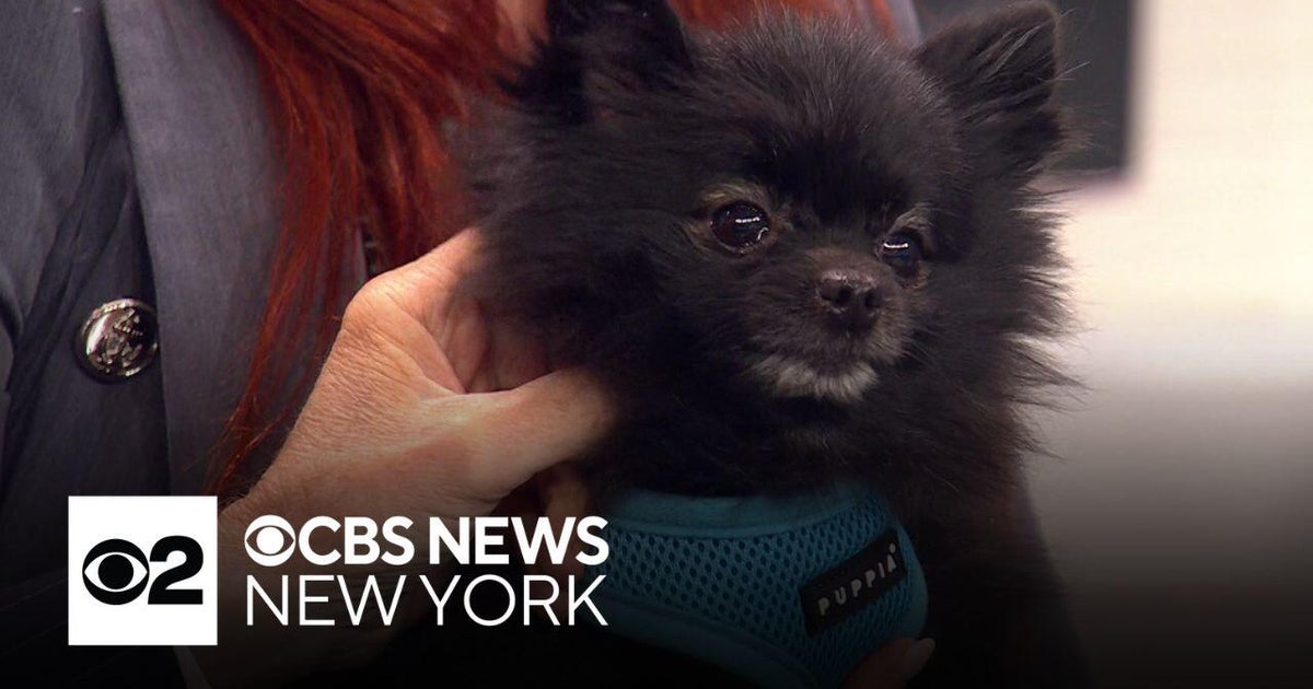 Furry Friend Finder: Pepe - CBS New York