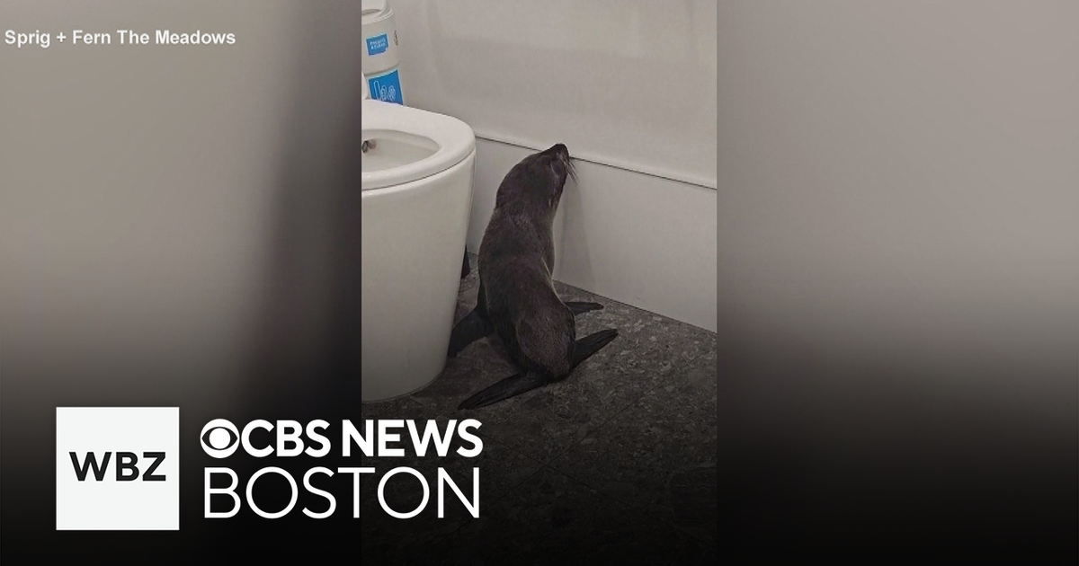 Baby seal wanders into New Zealand bar - CBS Boston