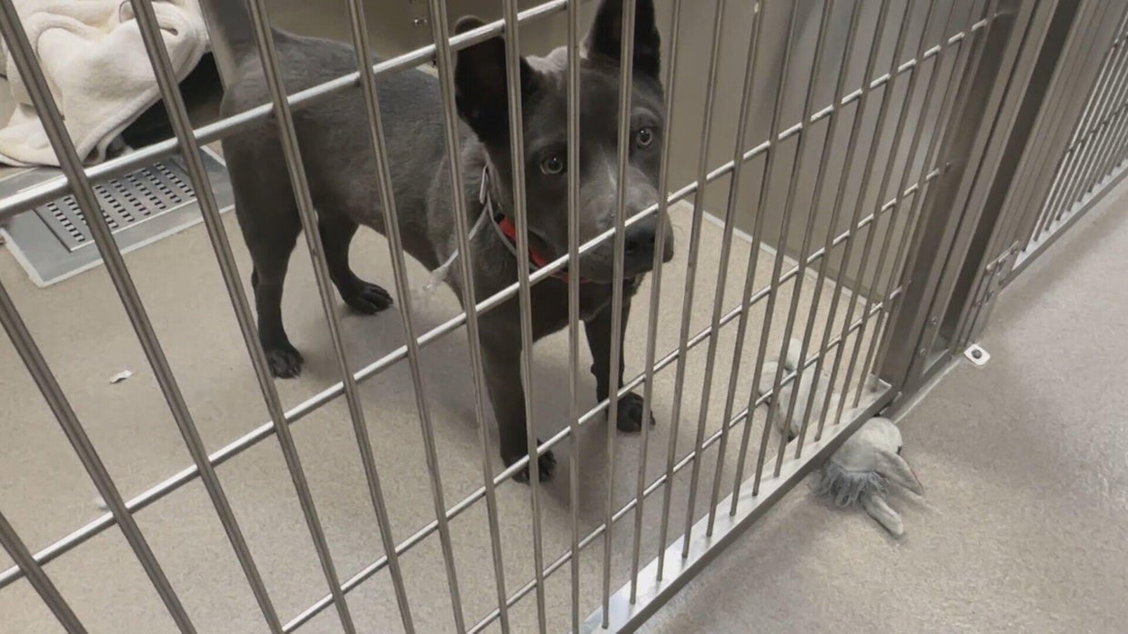 Denver Animal Shelter saw significant increase in pet surrenders in ...
