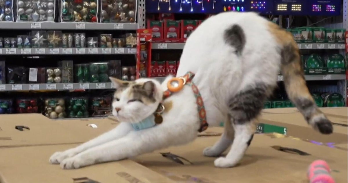 Lowe's employees go above and beyond to find beloved cat that ...