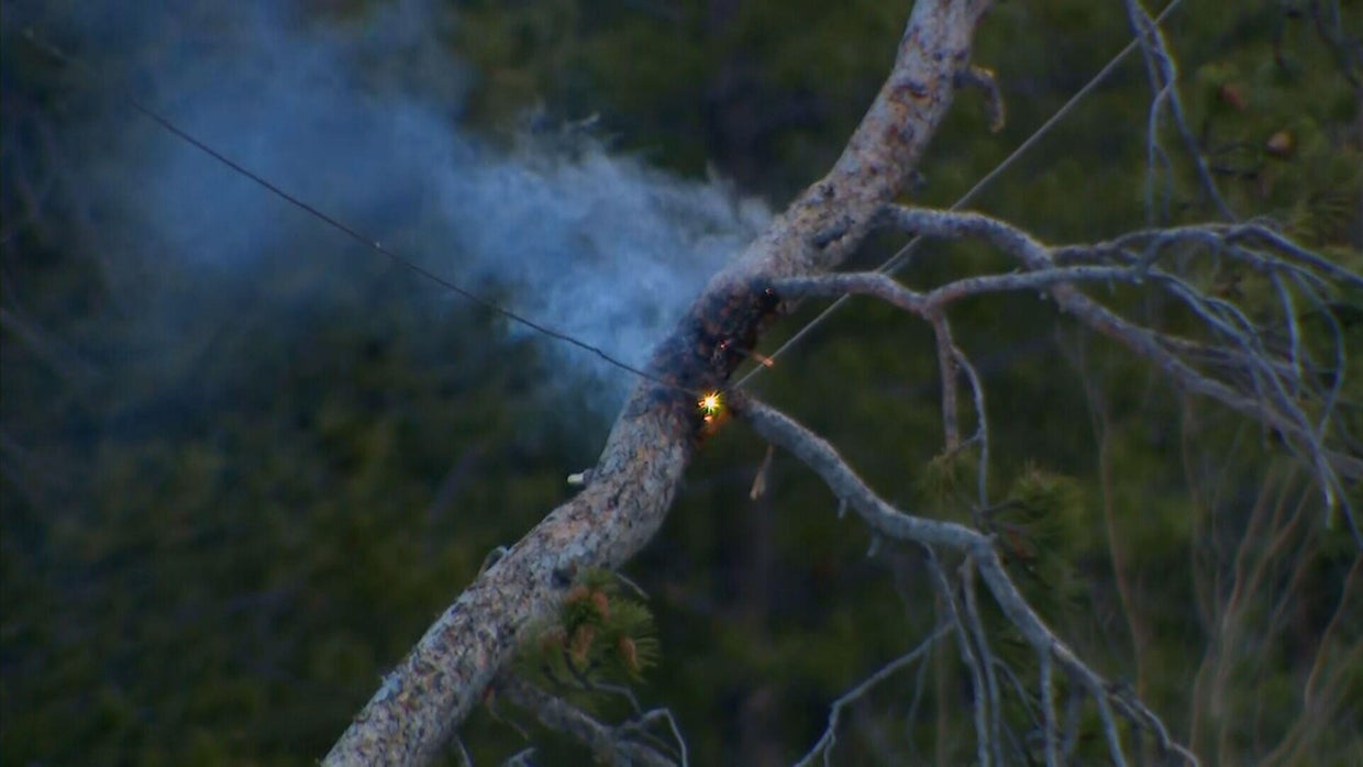 Colorado power crew cuts down tree found sparking on power lines in ...