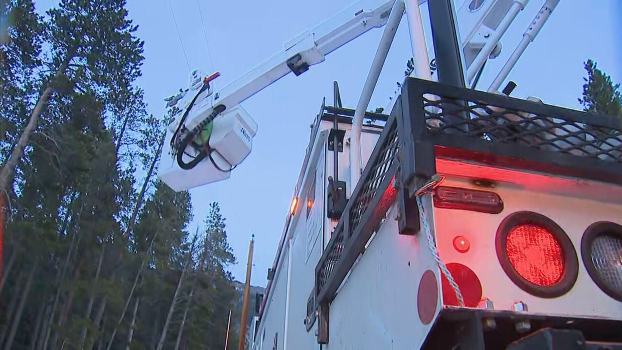 Colorado power crew cuts down tree found sparking on power lines in ...