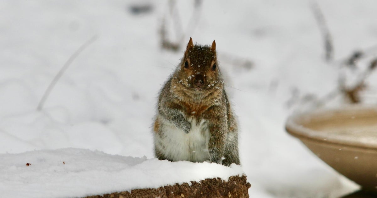 Wintry weather briefly returns to Minnesota over the weekend - CBS ...