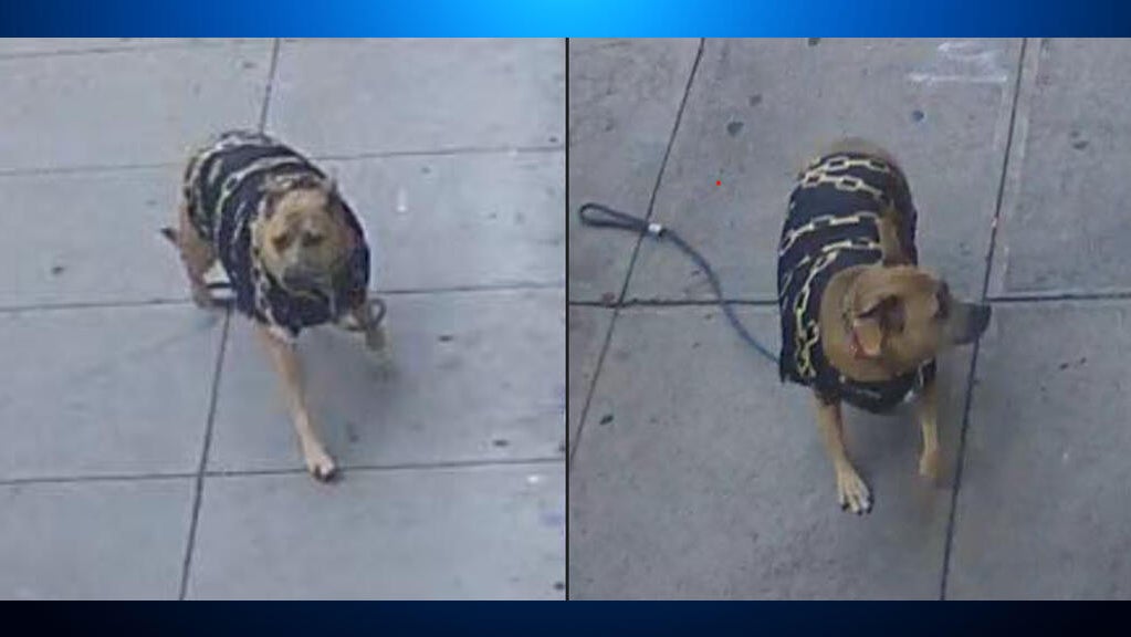 San Francisco police search for dog who ran away after 65-year-old ...
