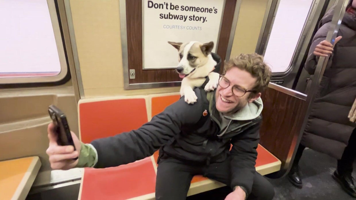 NYC influencer takes shelter dogs on subway adventures to help them ...