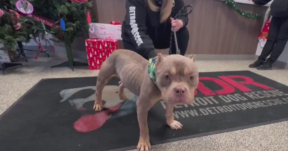 Detroit animal care experts call for more attention to abuse after ...