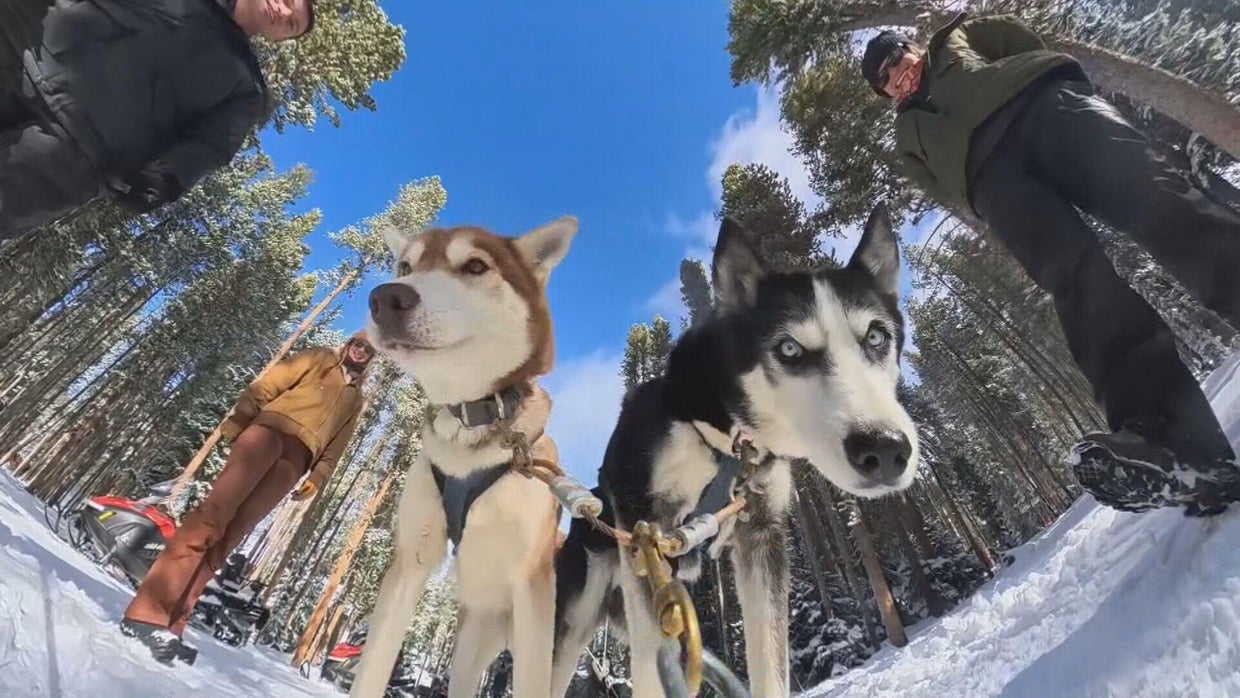 Dog sled tours in Colorado mountain community delayed due to lack of ...