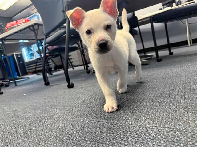 Pittsburgh woman accused of zipping puppy inside a suitcase - CBS ...