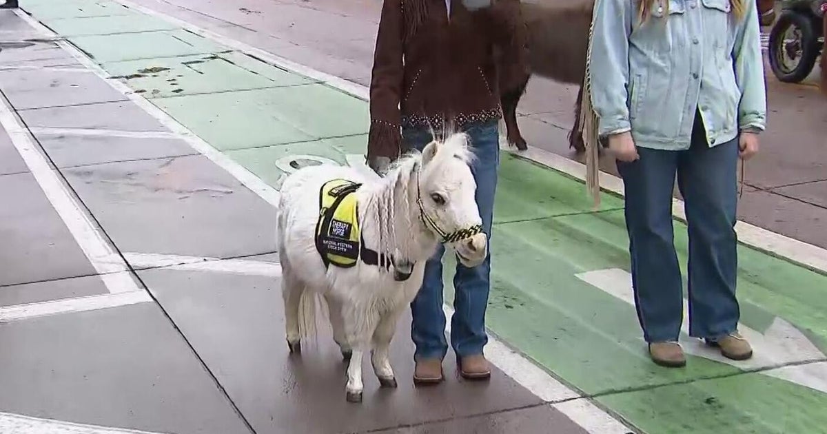 National Western Stock Show Parade showcases the West through downtown ...