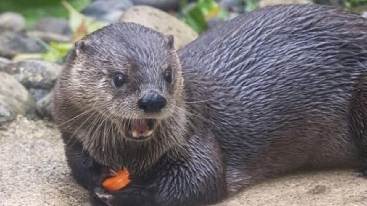 Sacramento Zoo introduces new river otter named "Darla" - CBS Sacramento
