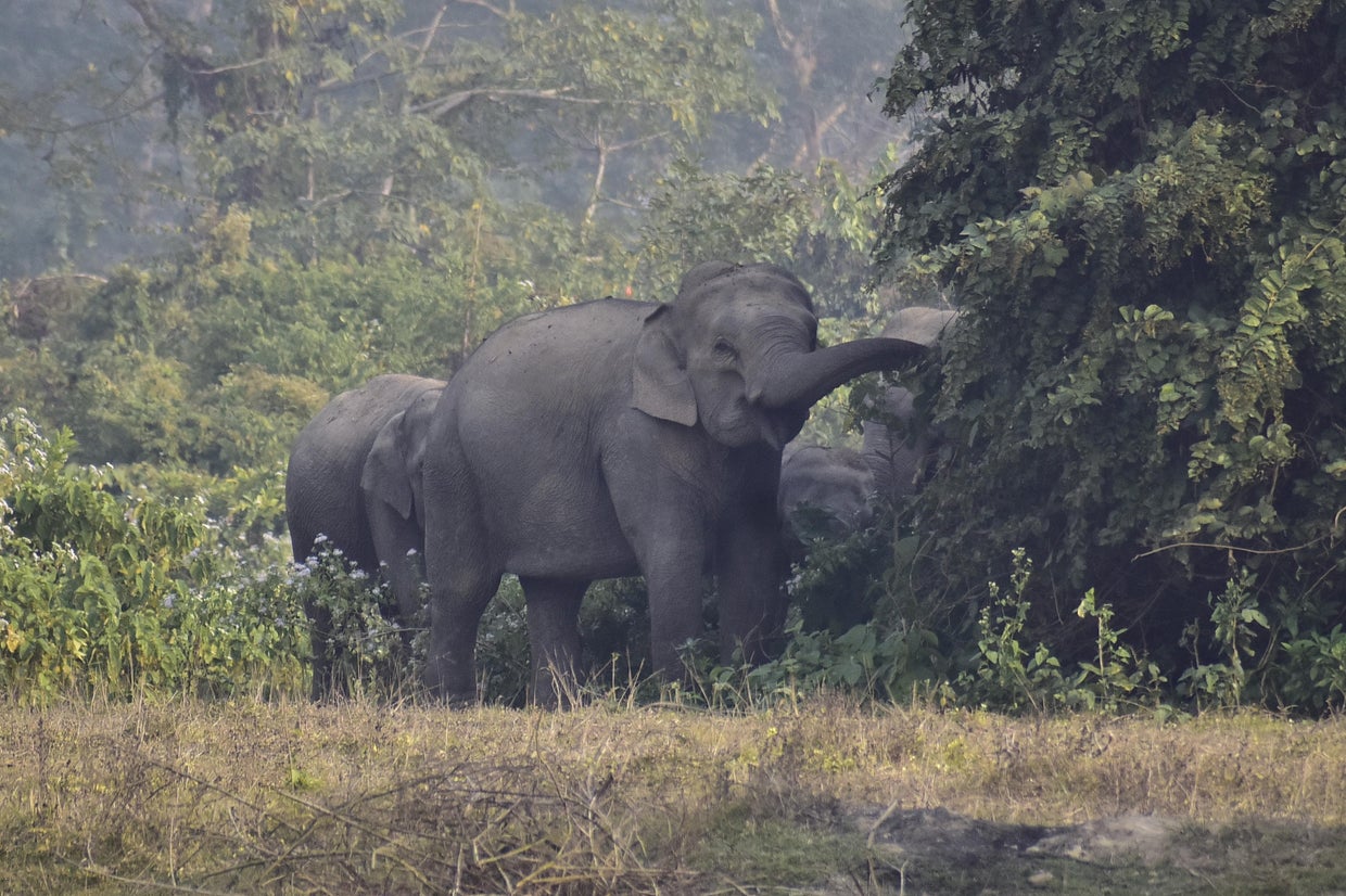 Rampaging elephant kills at least 20 people, including children, in ...