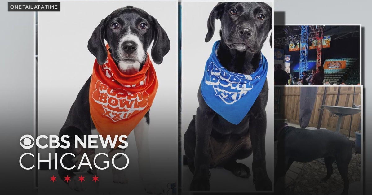 One Tail at a Time alumni selected for 2026 Puppy Bowl - CBS Chicago