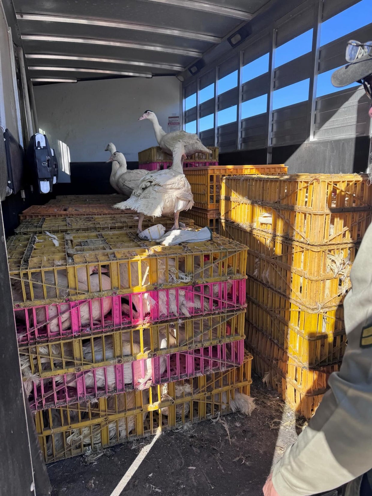 Nearly 200 ducks recovered from box truck in Palmdale, LA County Animal ...