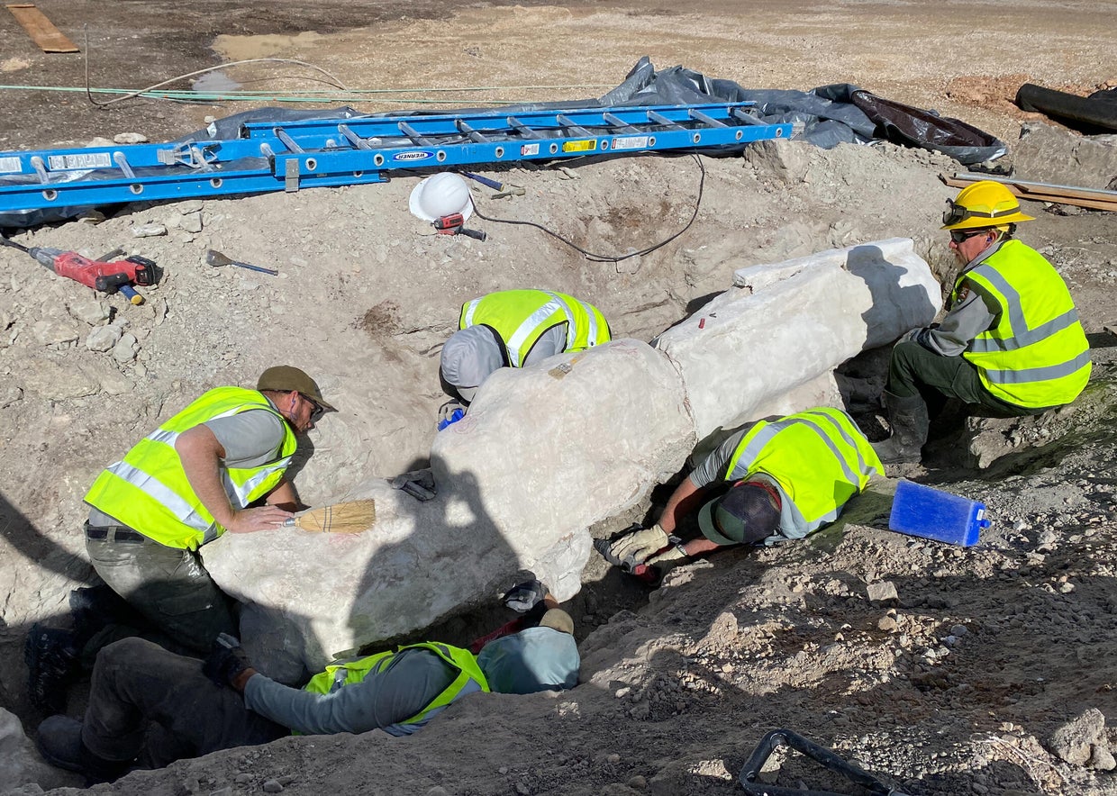 New fossils uncovered at Dinosaur National Monument, leading to first ...