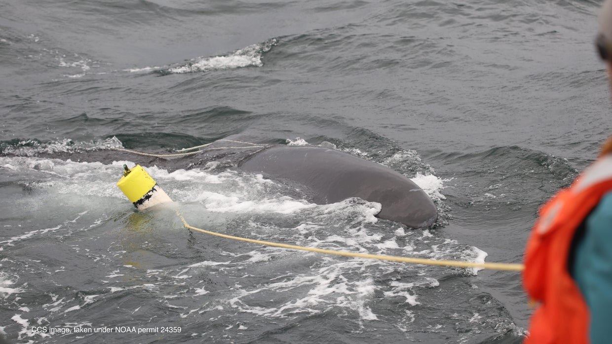 Crews try to free young right whale found entangled in Cape Cod Bay ...
