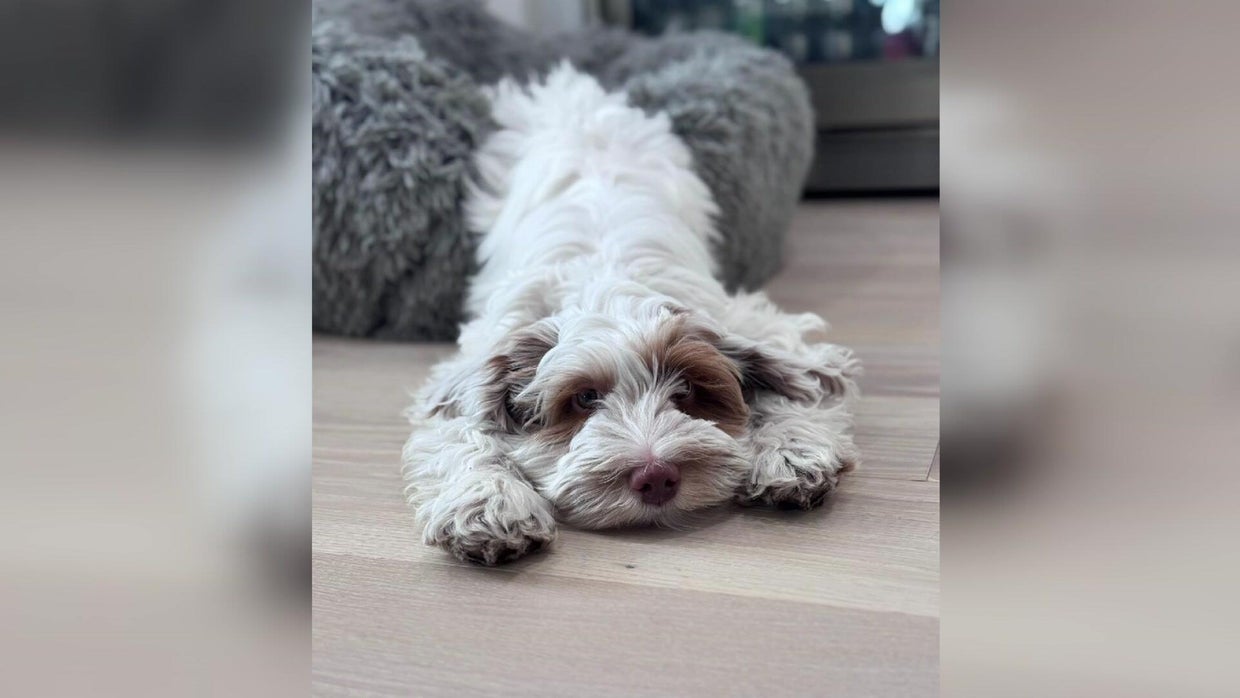 A N.J. family's car was stolen with their dog inside. "You can have the ...