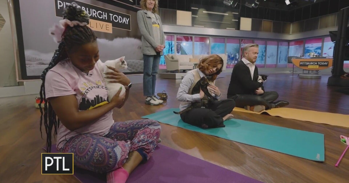 Cat yoga, anyone? - CBS Pittsburgh