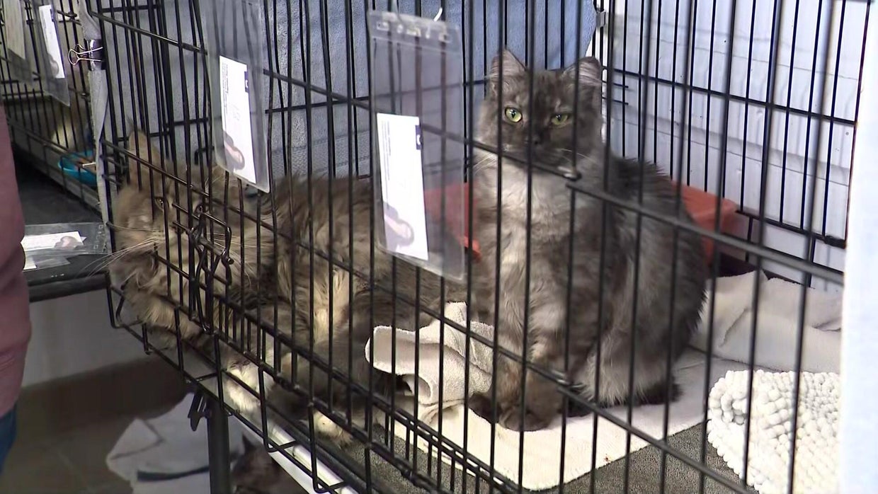 Over 100 cats rescued from deplorable conditions at Long Island home ...