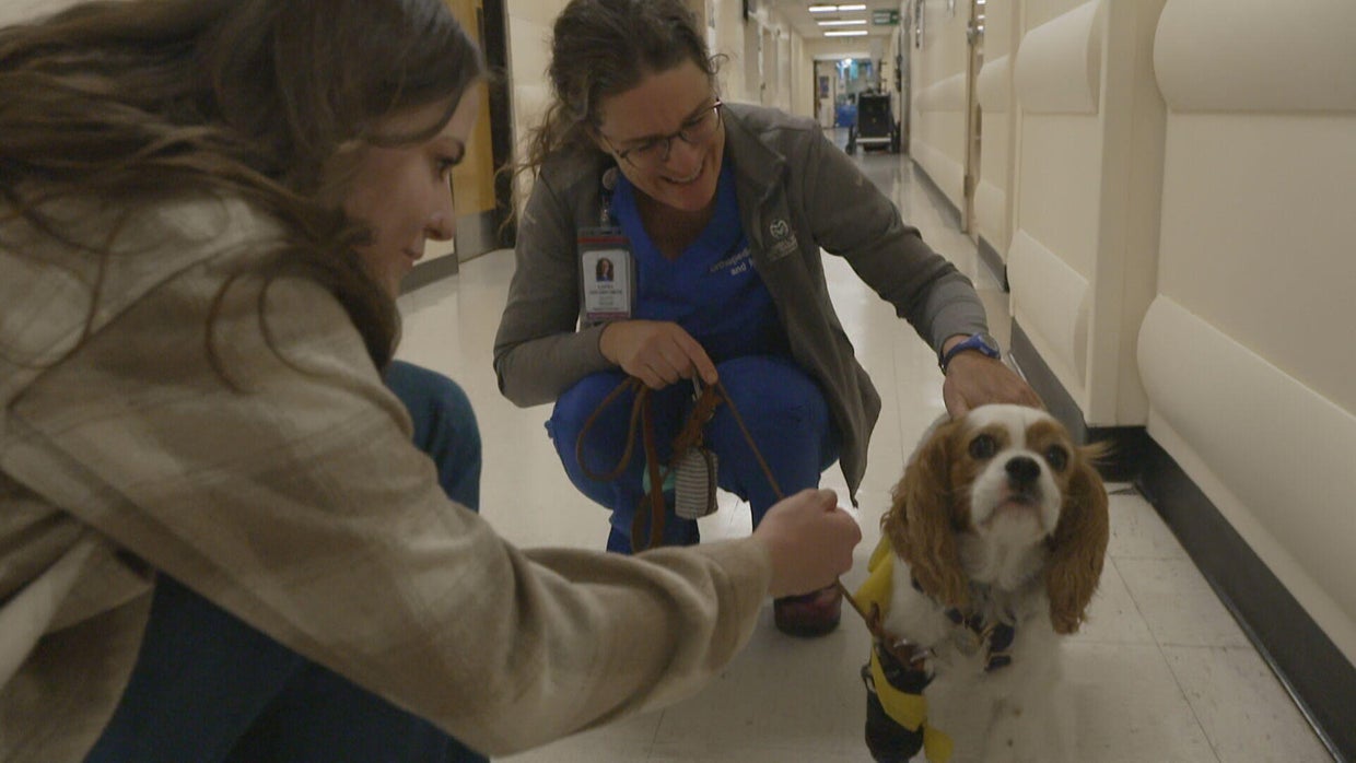 Former Future Leader pursuing dream of veterinary care in Colorado ...