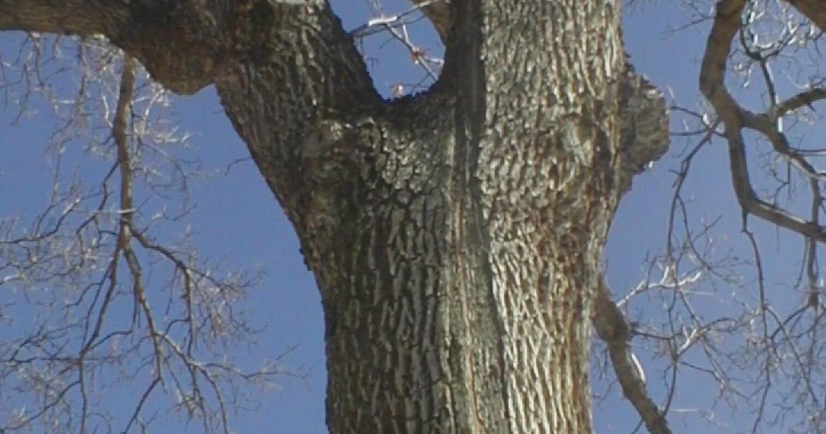 Here's what can really happen to trees in cold weather - CBS Detroit