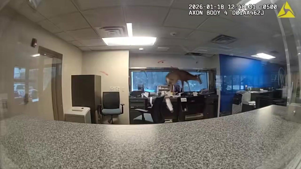 Video shows deer running wild in Long Island bank after crashing ...