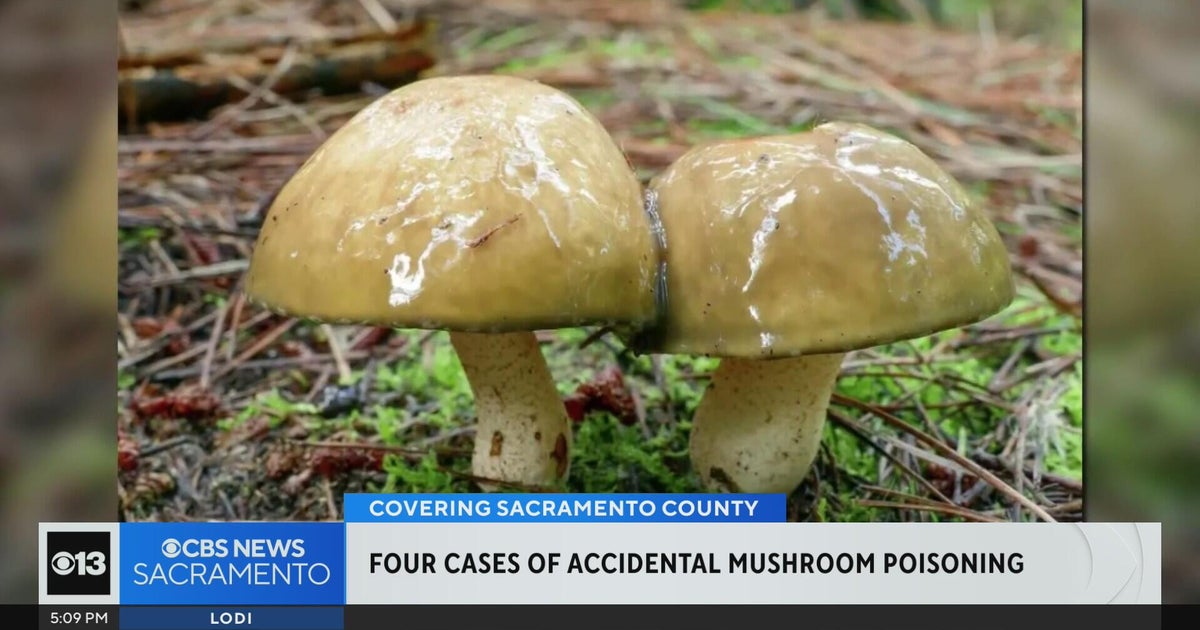 4 cases of mushroom poisoning reported in Sacramento County amid ...