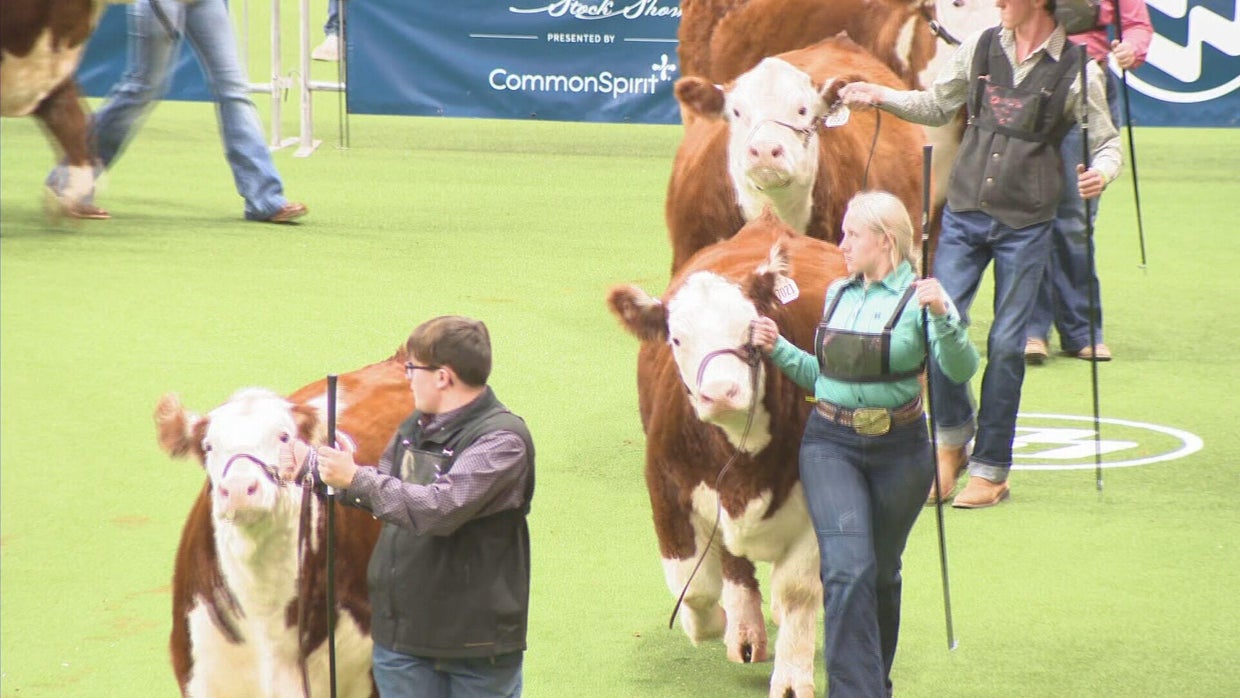 National Western Stock Show wraps up in Denver, CEO reflects on first ...