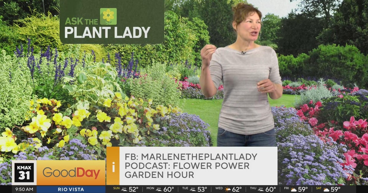 The Plant Lady 9am Pt. 2 - Good Day Sacramento