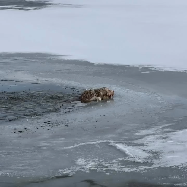 Dog rescued after falling into icy pond in Northern Colorado - CBS Colorado
