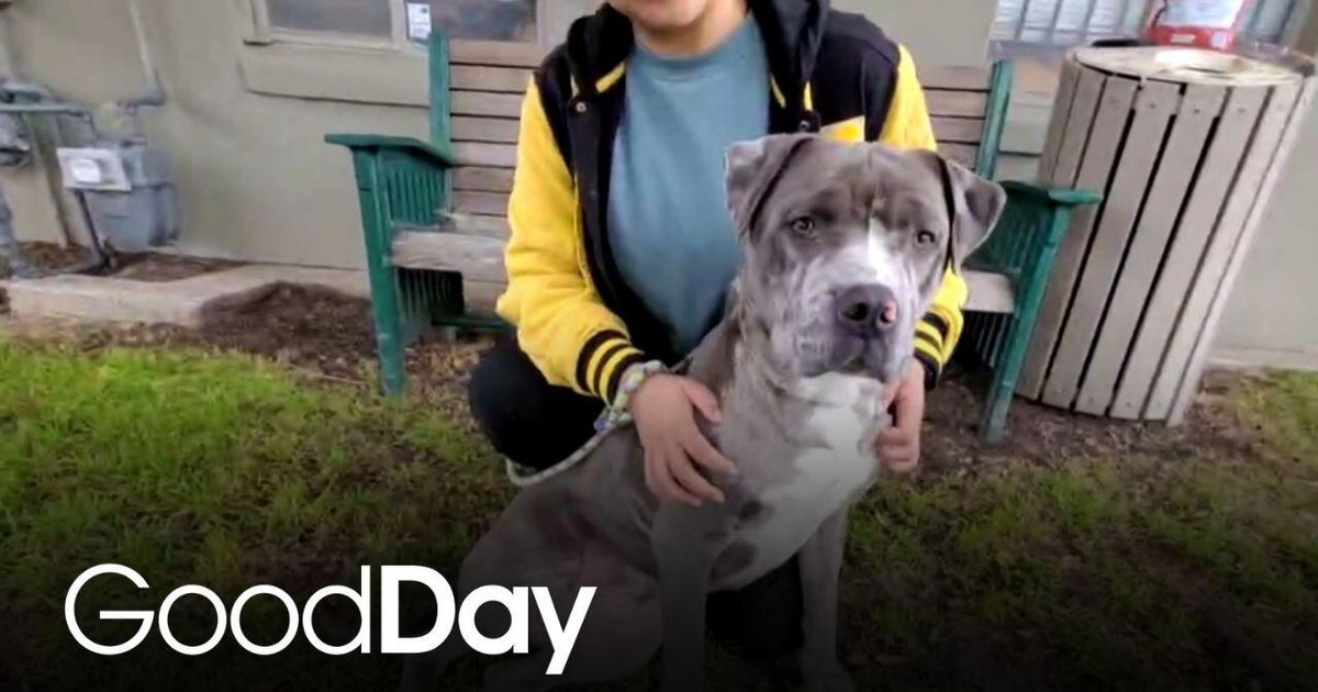 Meet Max, an adorable dog at the Lodi Animal Shelter | Central Valley ...