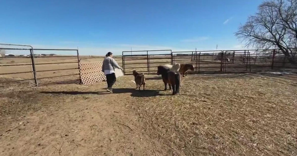 Alpaca killed, 2 animals injured in alleged dog attack at Hudson animal ...