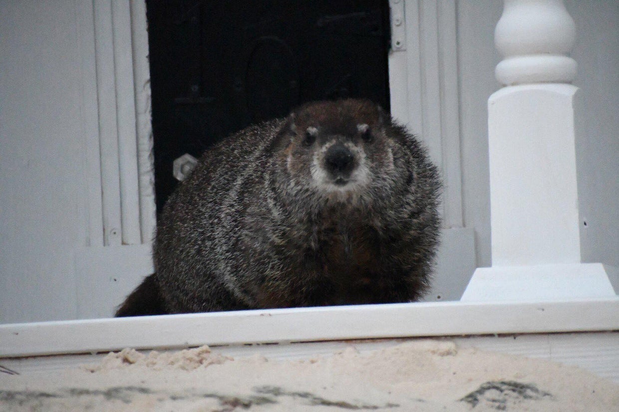 Georgia's groundhog Beau predicts 6 more weeks of winter at Dauset ...