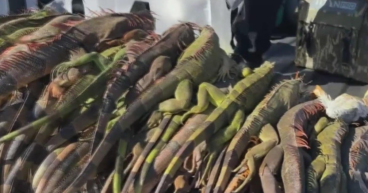 FWC ends collection of "frozen" iguanas - CBS Miami