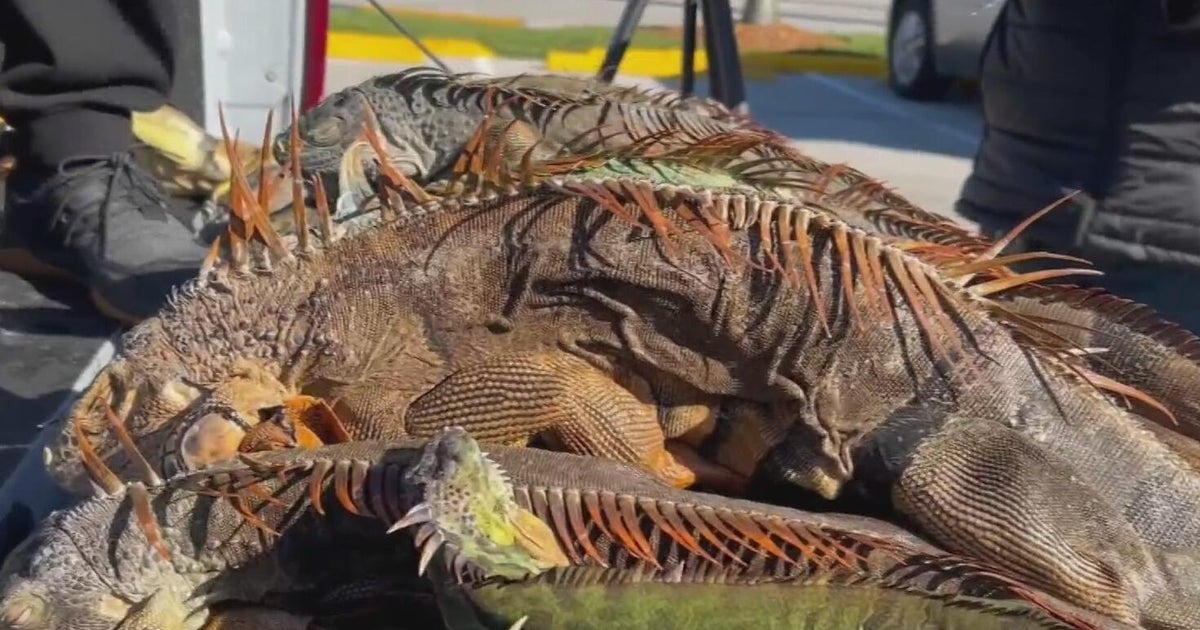 Over 5,000 "frozen" iguanas removed across Florida during recent cold ...