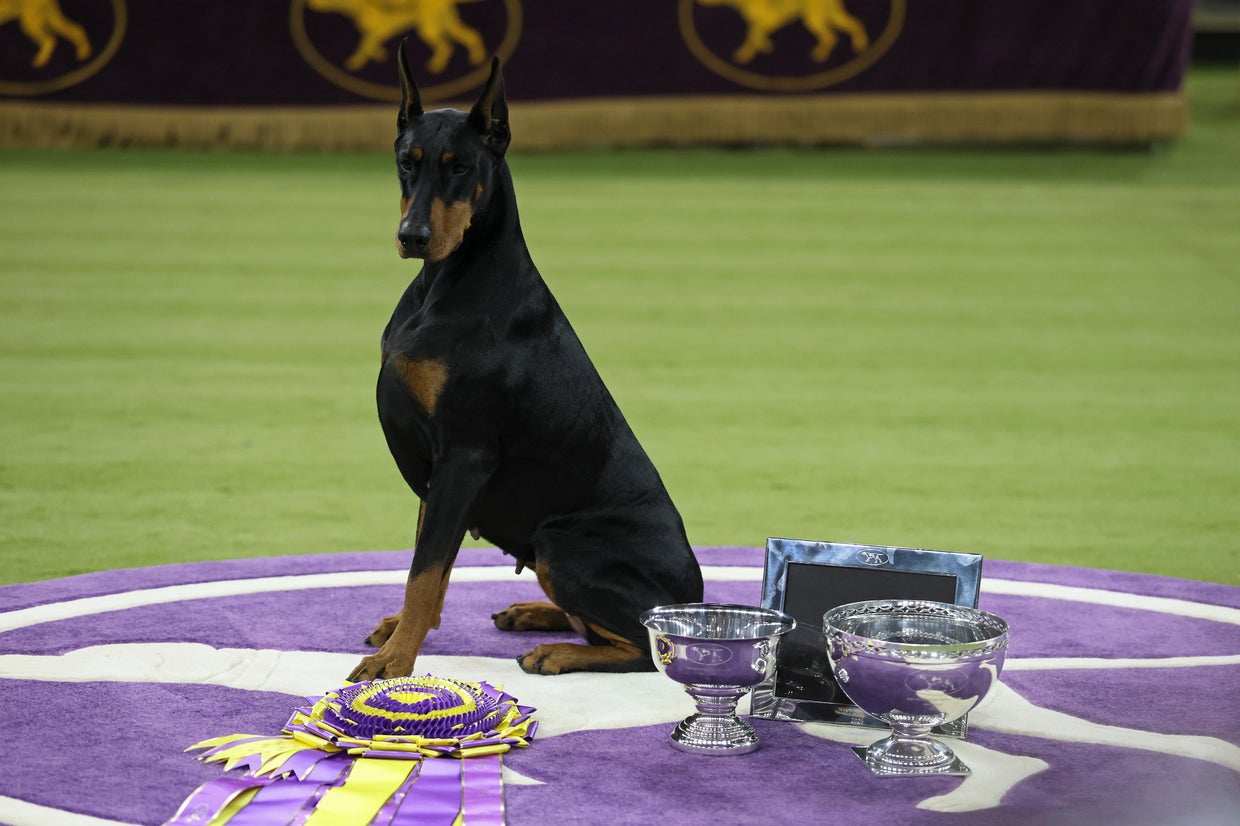 Penny the Doberman pinscher wins best in show at 150th Westminster ...