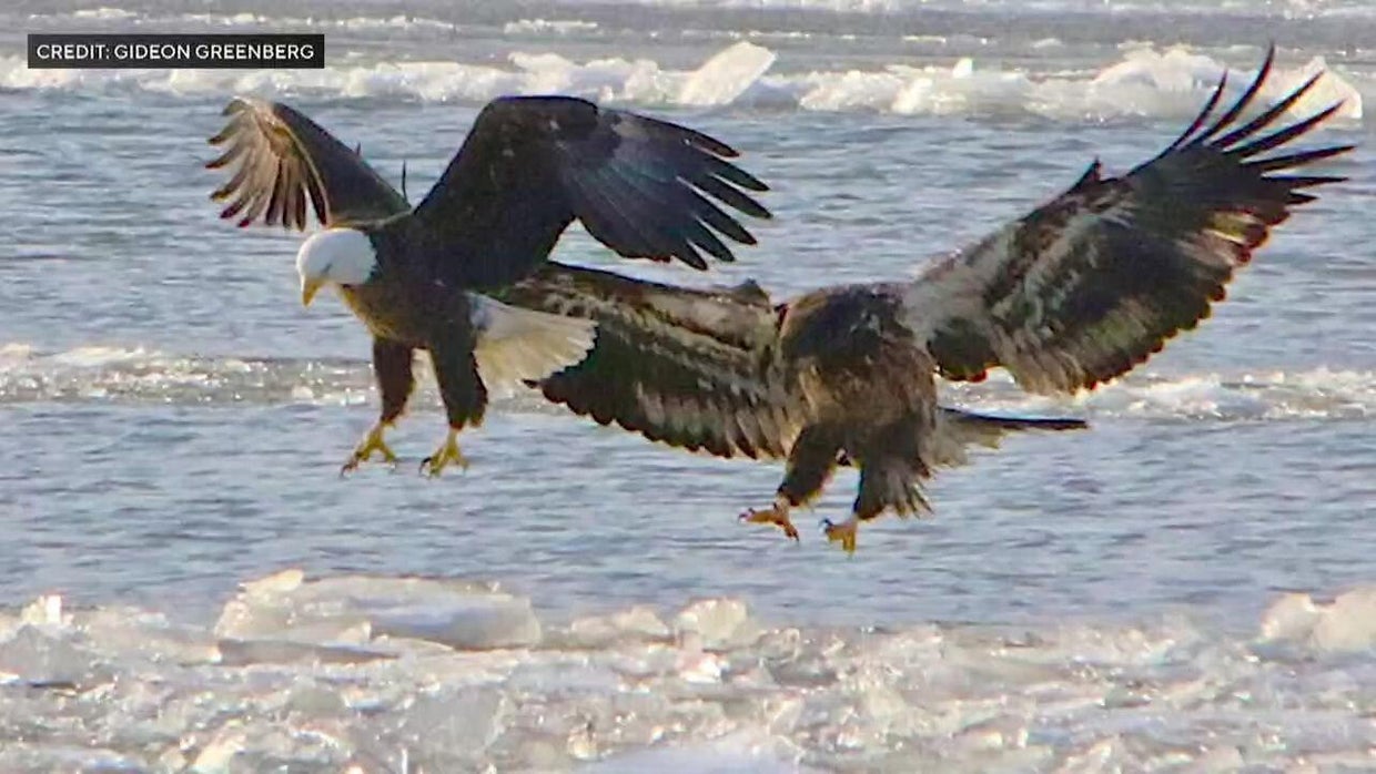 Bald eagles are a sight to see along the Hudson River in Westchester ...