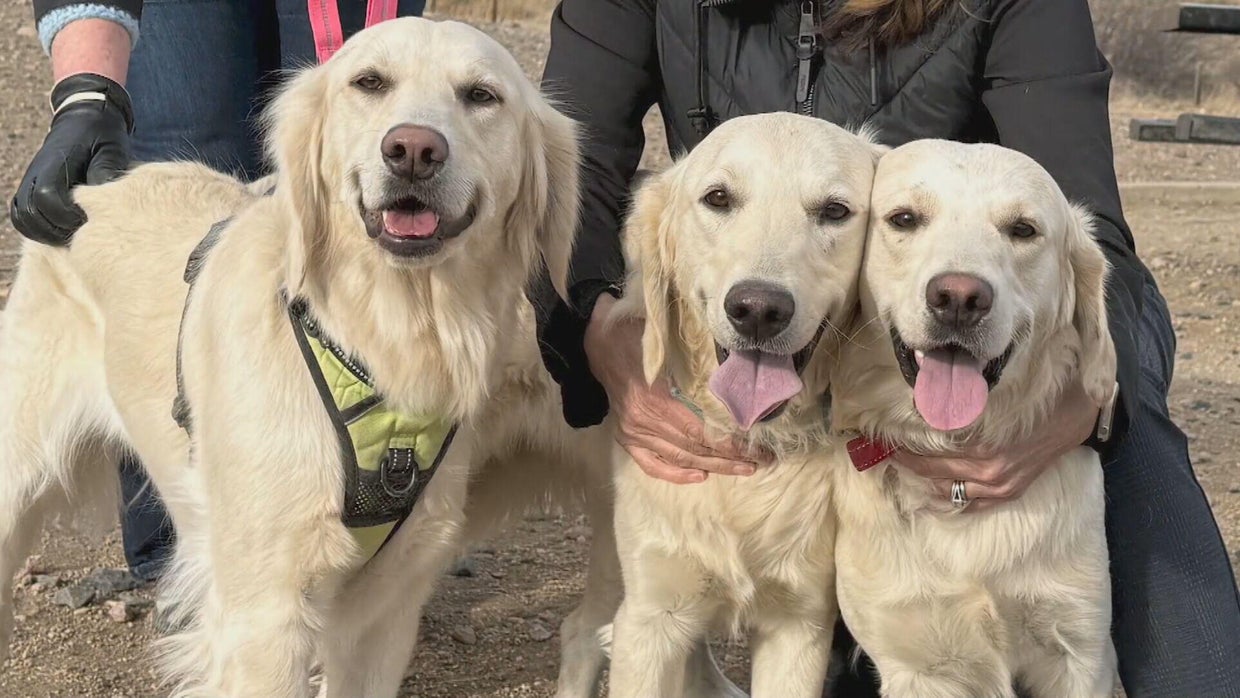 Abandoned mother and puppies reunited after rescuers say CBS article ...
