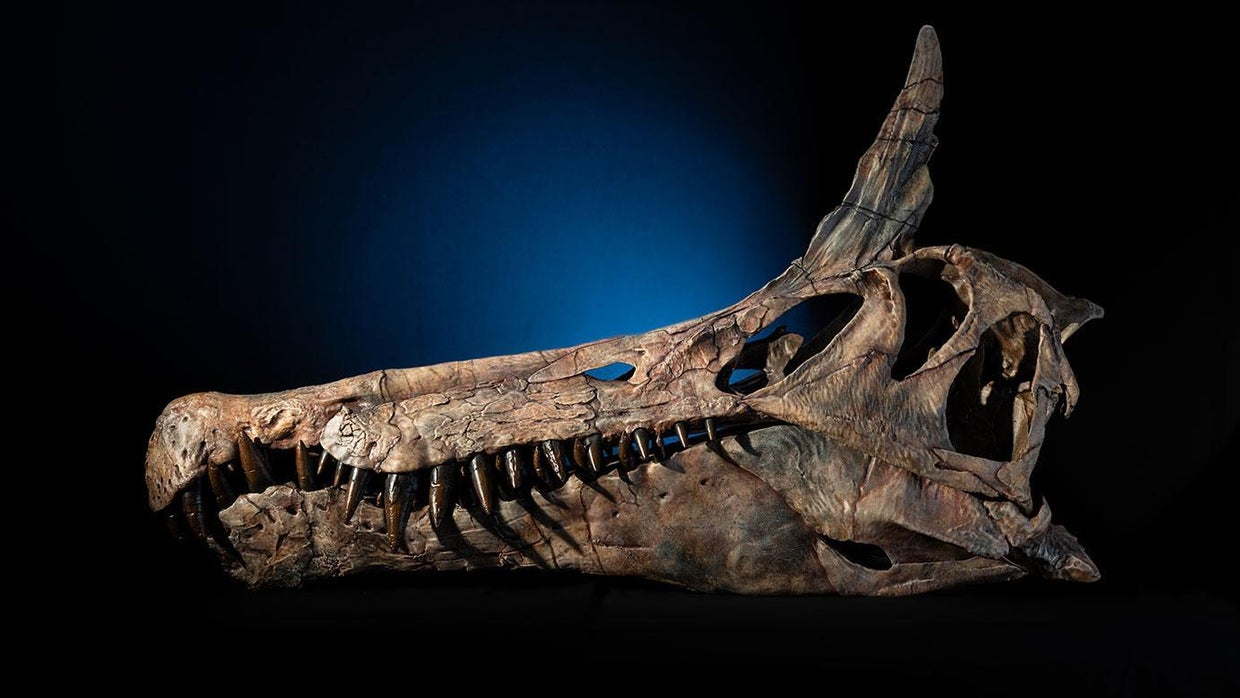 University of Chicago-led team discovers new species of dinosaur in ...