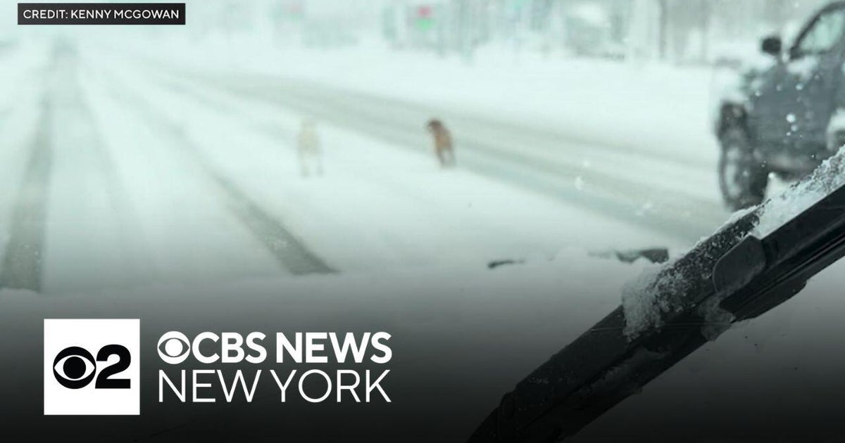 Snow plow driver rescues dogs from blizzard on Long Island - CBS New York