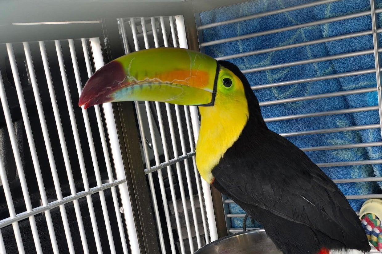 Toucan seen flying around Las Vegas is rescued after surviving in ...