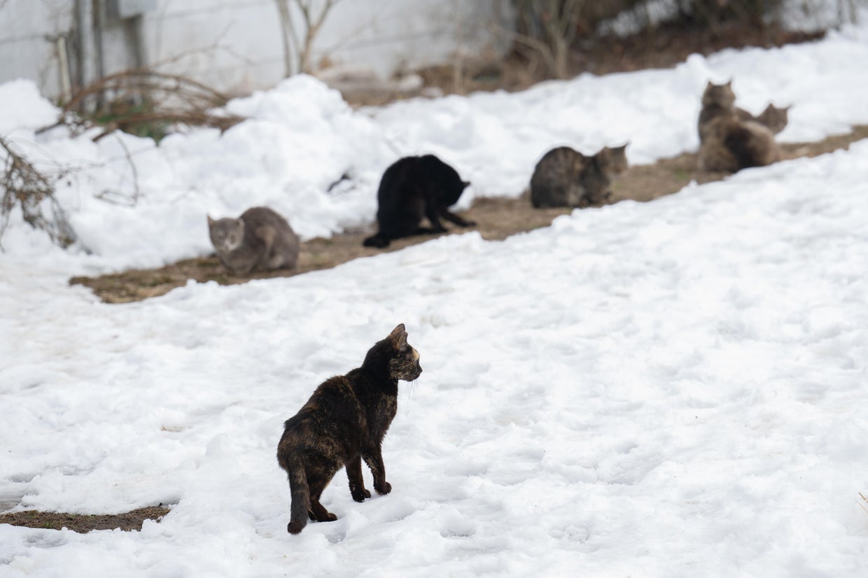 100 cats rescued, several found dead in Maryland home amid alleged ...