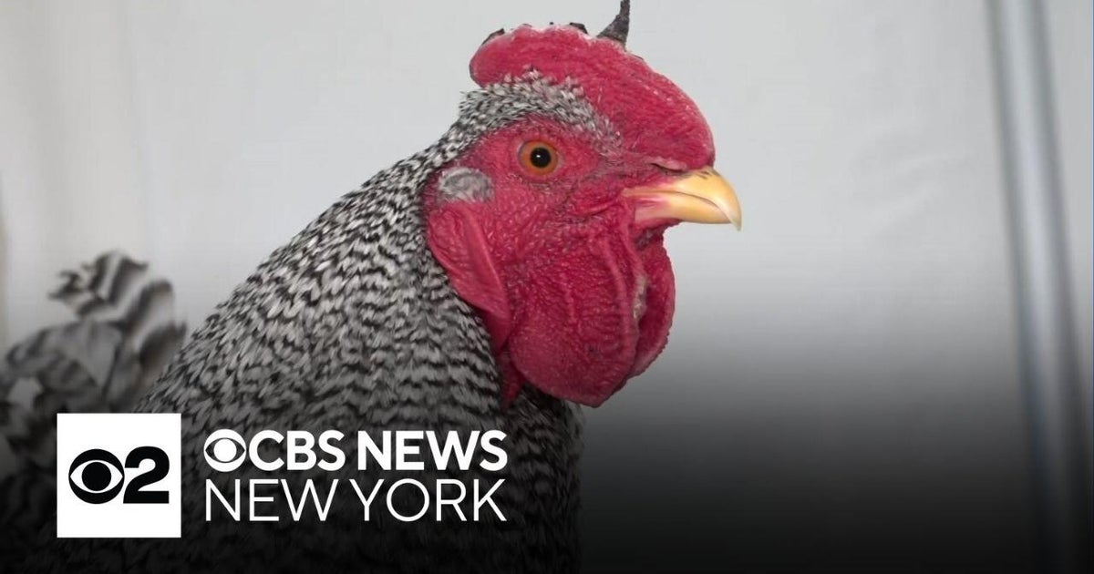 Wandering rooster nabbed by New Jersey police officers - CBS New York