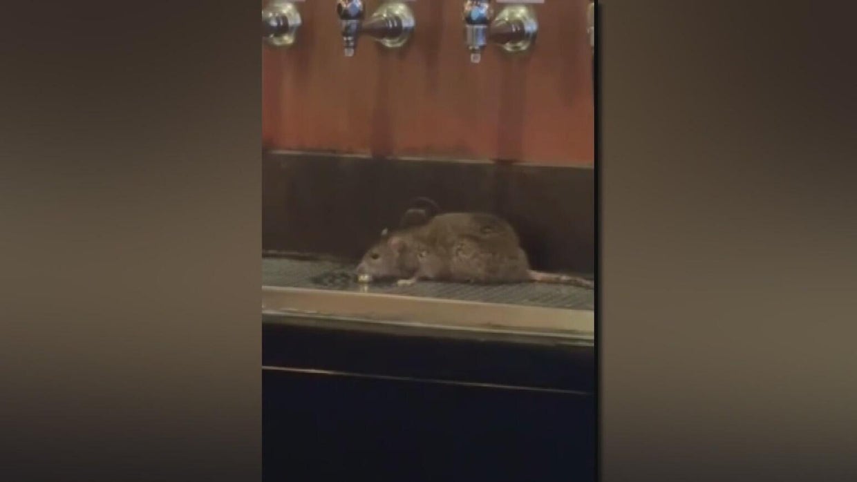 Viral video shows rat running around beer taps at bar in Pittsburgh ...
