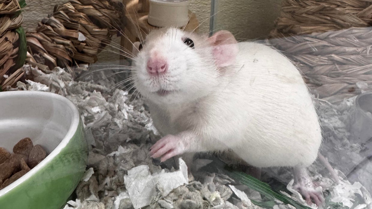 "Rat lovers" wanted to adopt dozens of rodents surrendered in ...