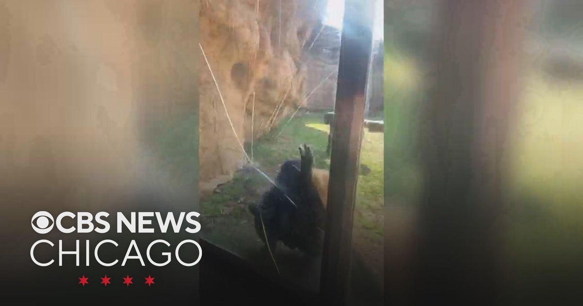 Memphis Zoo primate exhibit closed after ape charges, smashes glass ...