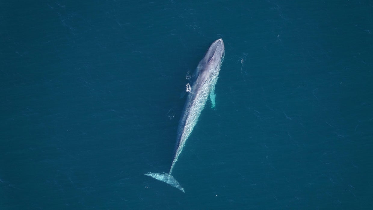 Enormous blue whales spotted in "unusual occurrence" off Massachusetts ...