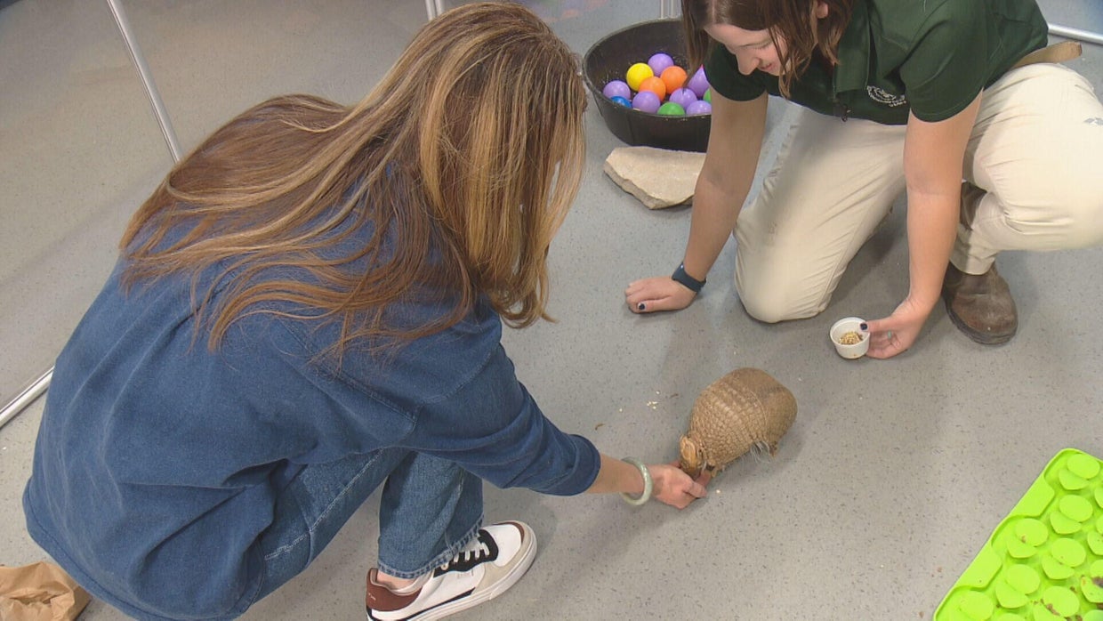 A to Z with CBS Colorado's Alex Lehnert: A for Armadillo at the Denver ...